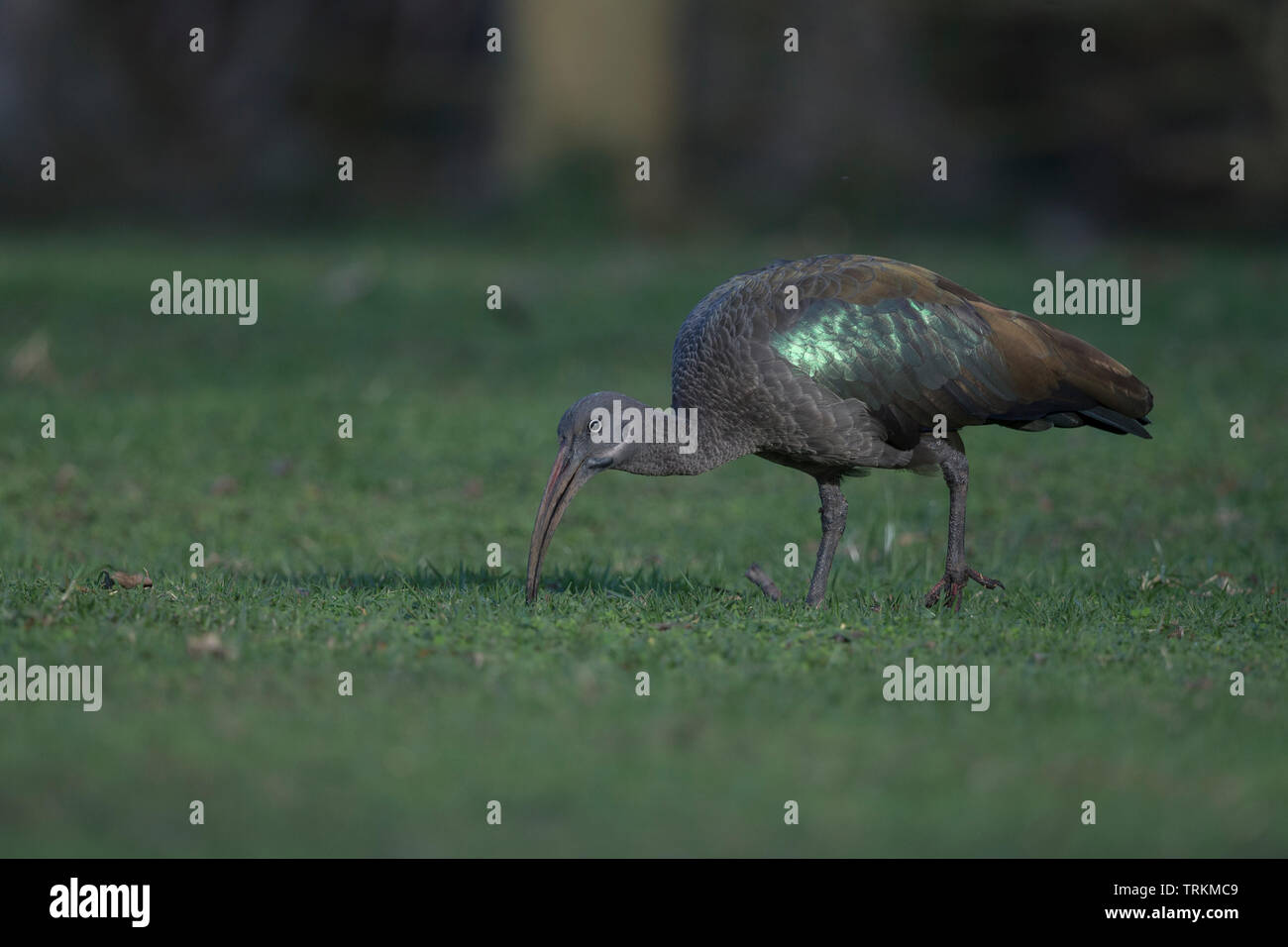 hadada Ibis at Lake Naivasha,Kenya,Africa Stock Photo - Alamy