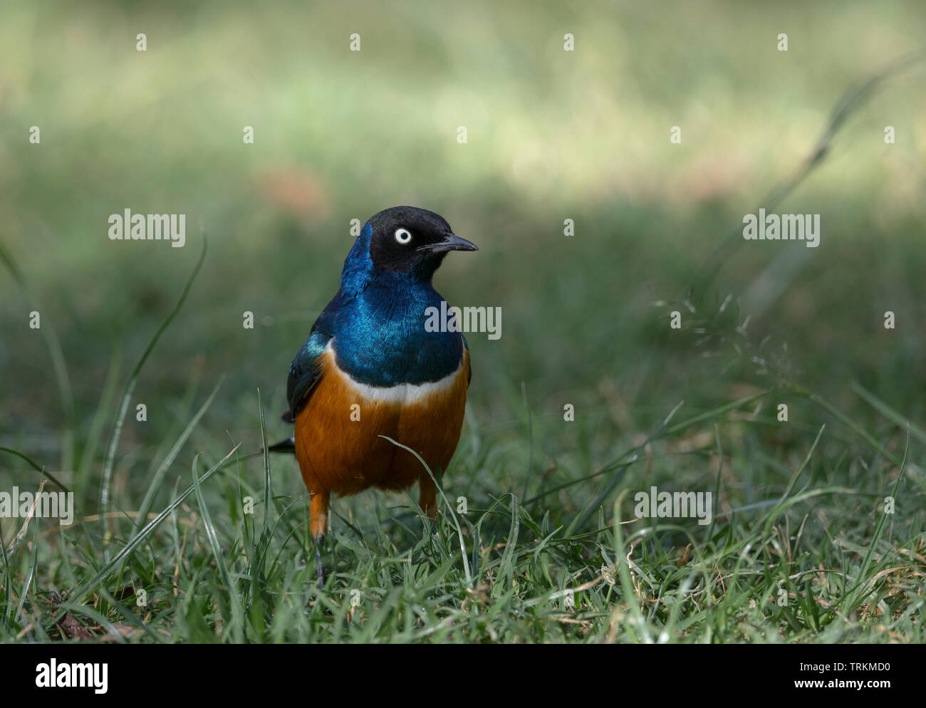 Superb Starling at Masai Mara,Kenya,Africa Stock Photo - Alamy