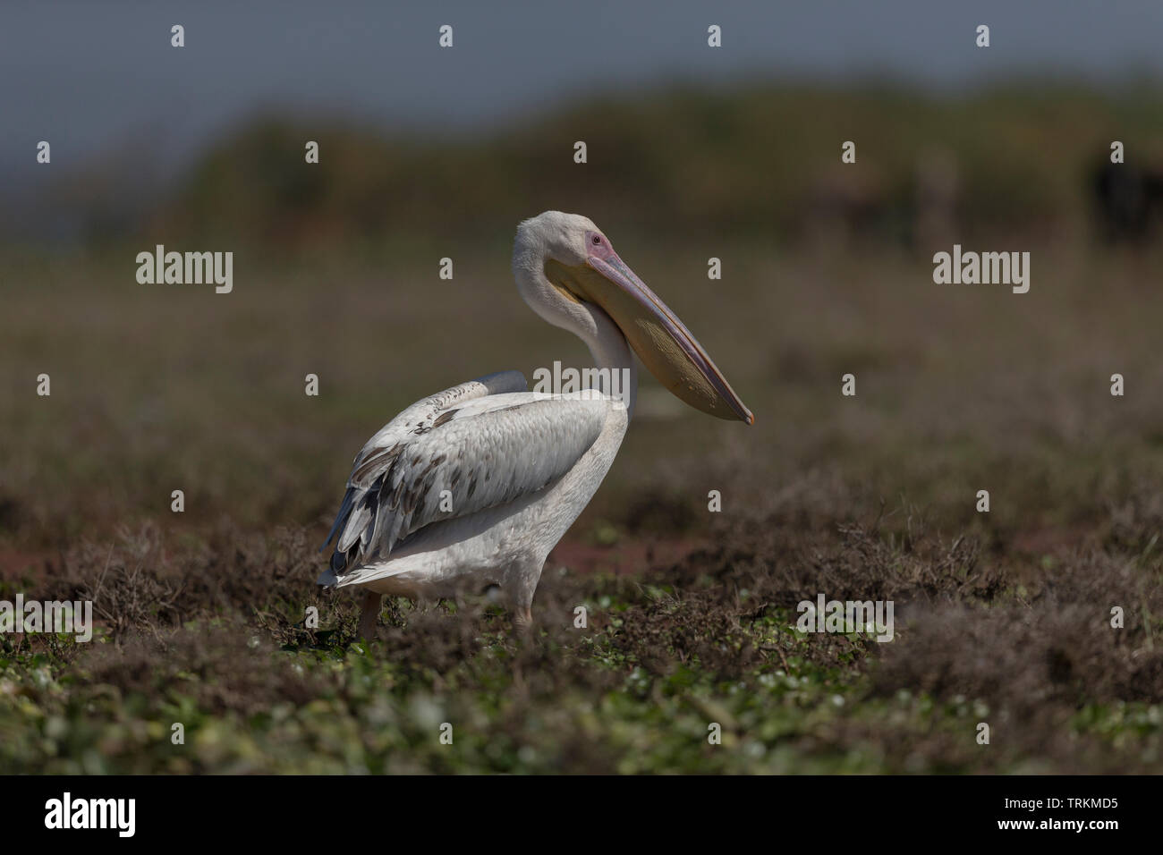 Pelican seen at Lake Naivasha ,Kenya,Africa Stock Photo - Alamy