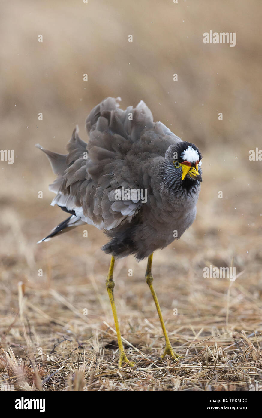 African Wattled Plover at Masai Mara,Kenya,Africa Stock Photo - Alamy