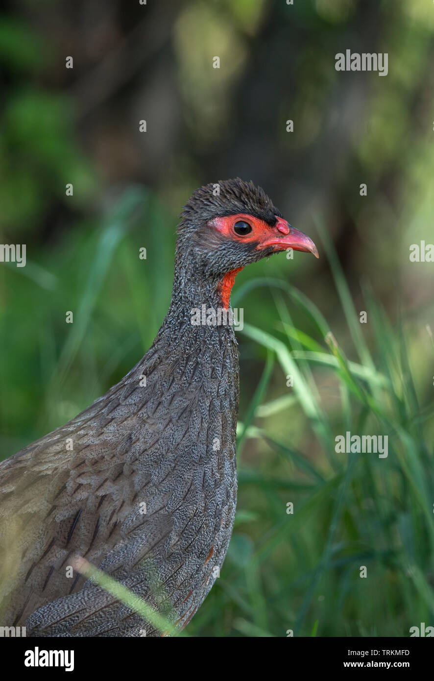 Spurfowl mist hi-res stock photography and images - Alamy