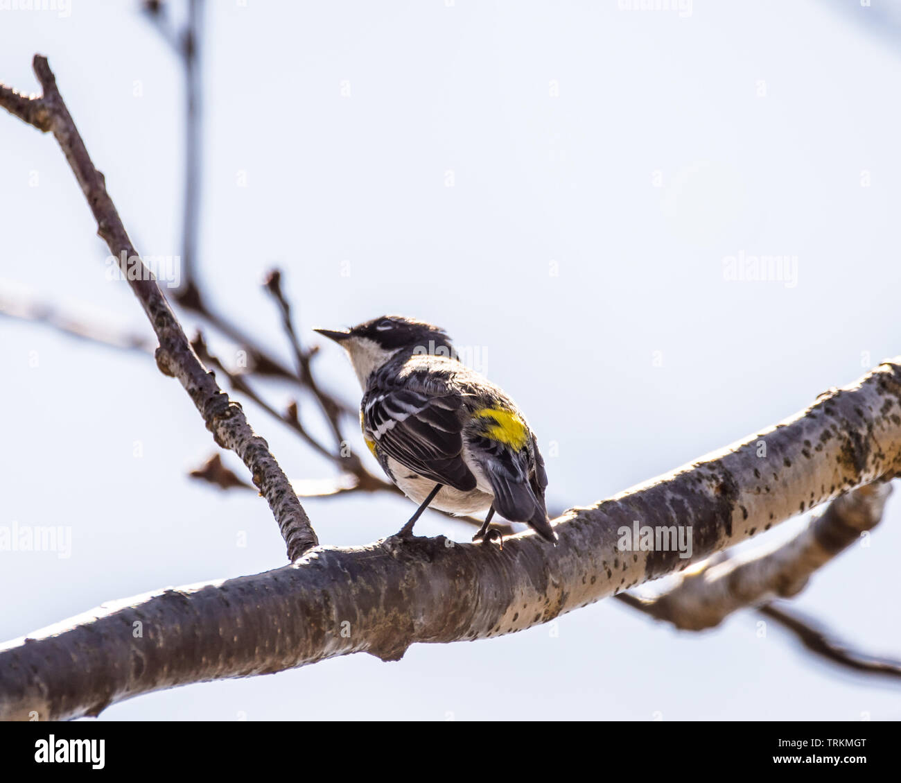Male myrtle bird hi-res stock photography and images - Alamy