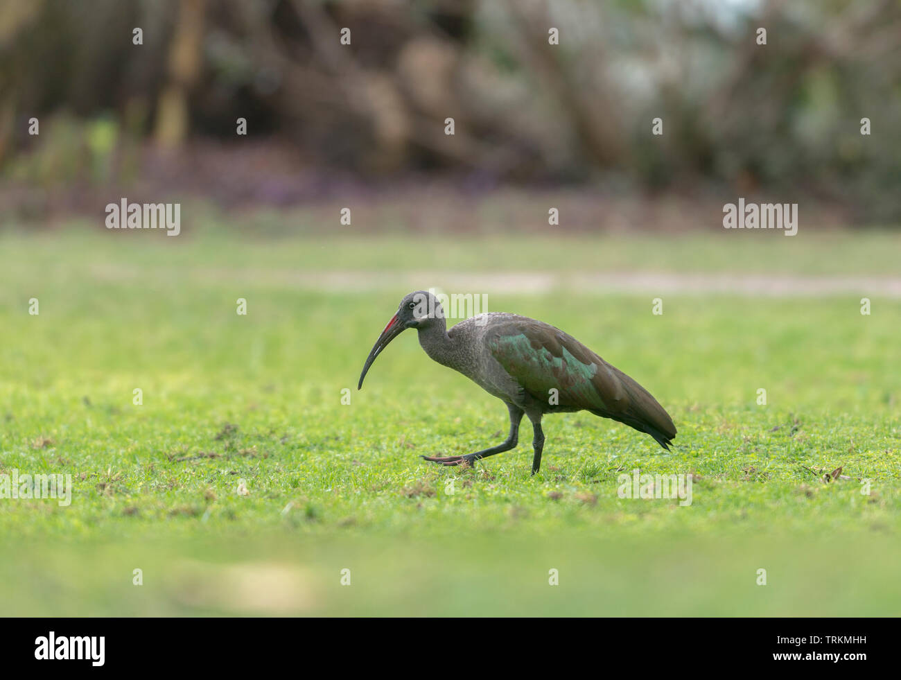 Hadada Ibis feeding at Lake Naivasha,Kenya,Africa Stock Photo - Alamy