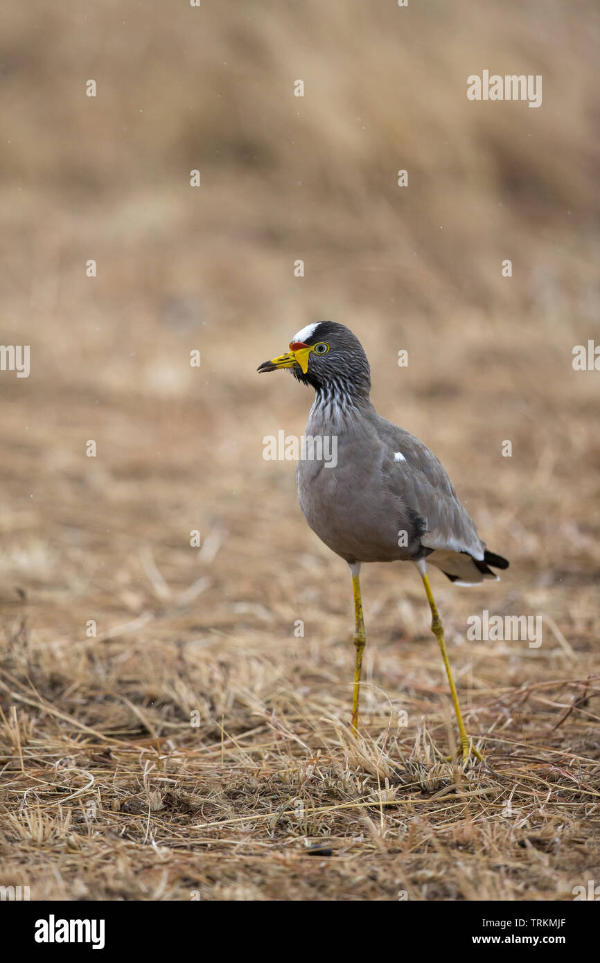 African Wattled Plover seen at Masai Mara,Kenya,Africa Stock Photo - Alamy
