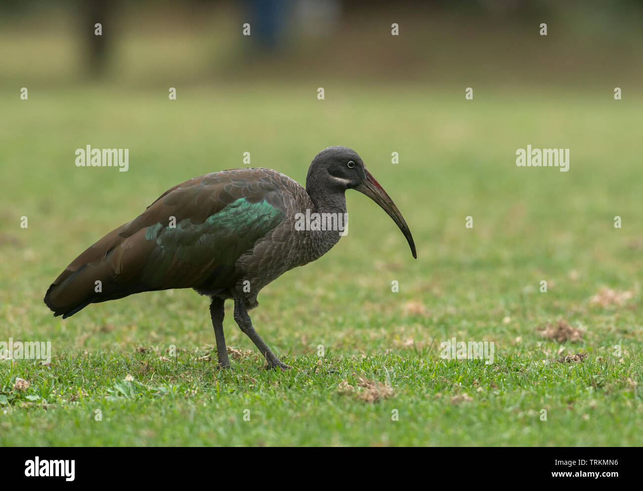Hadada Ibis feeding in Grass at Lake Naivasha,Kenya,Africa Stock Photo ...