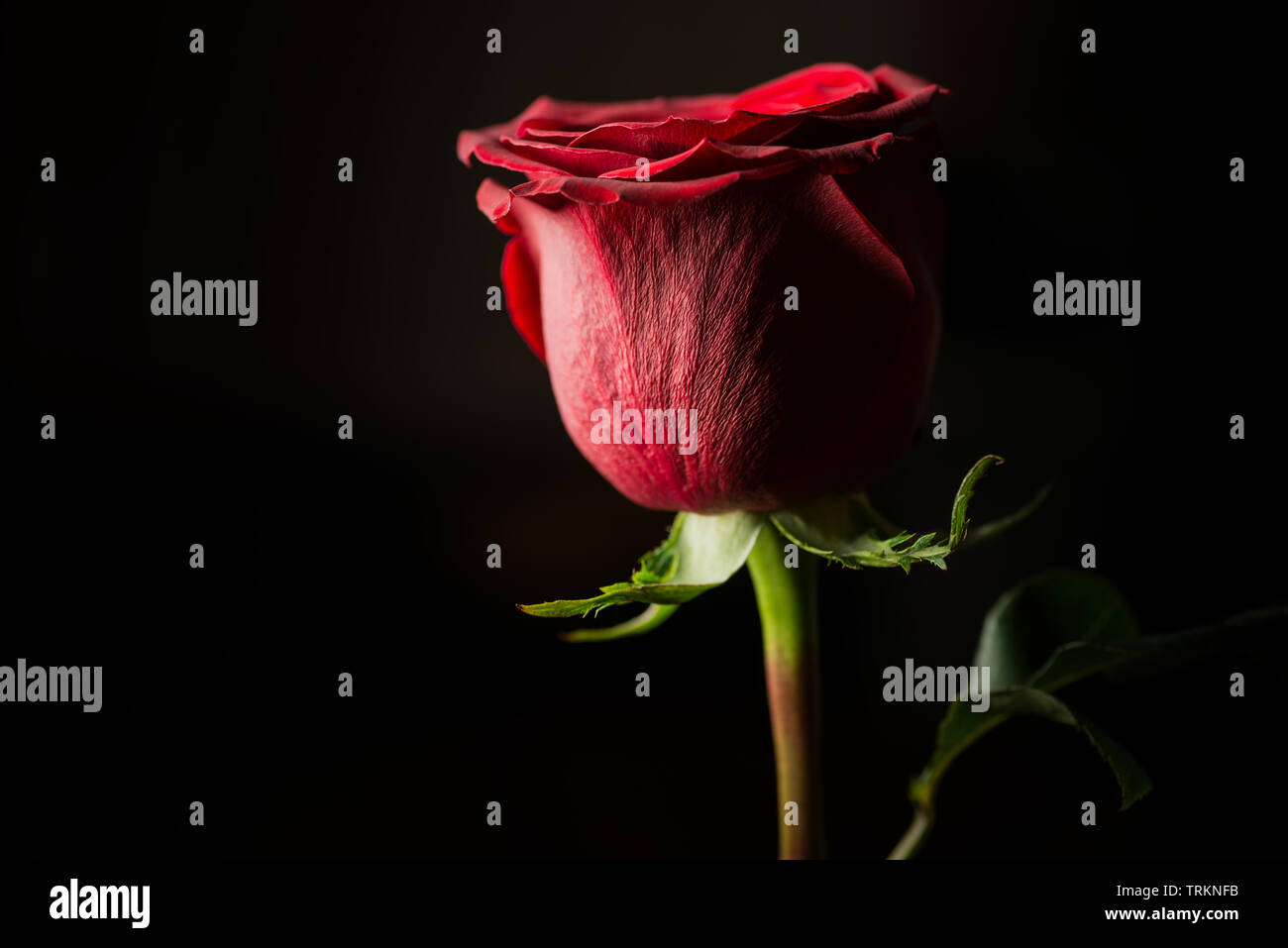 Red rose. Macro shot with shallow depth of field Stock Photo - Alamy