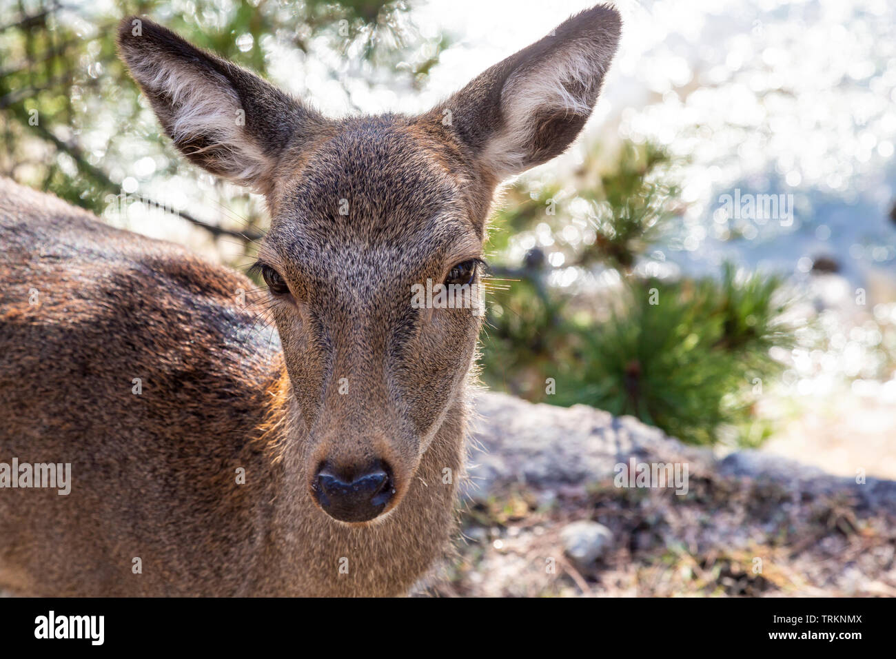 Itsukushima miyajima island hi-res stock photography and images - Alamy