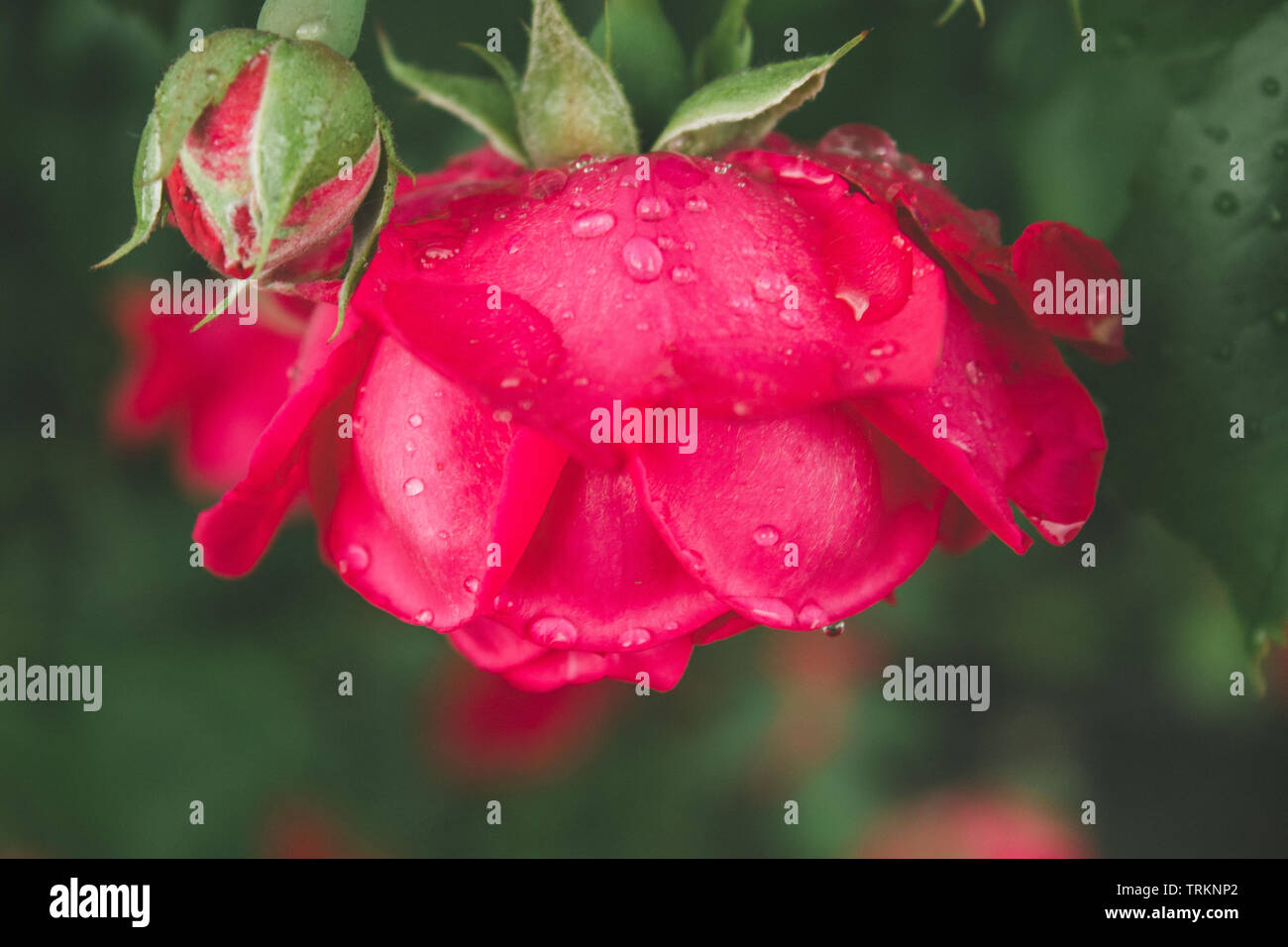 Lonely red rose with raindrops among the foliage close-up Stock Photo ...