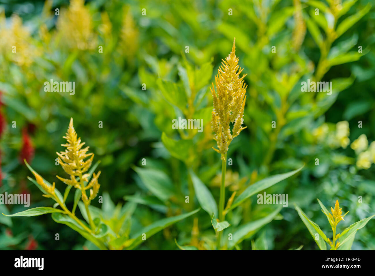 Plumed cockscomb flowers (Celosia Argentea). Selective focus with ...