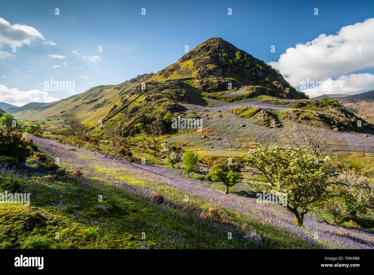 First light on a field of bluebells at Rannerdale Knotts with Whiteless ...
