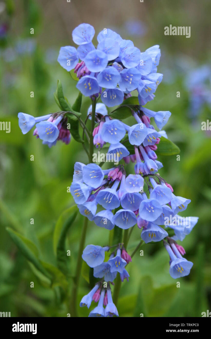 Blue tail red flower hi-res stock photography and images - Alamy