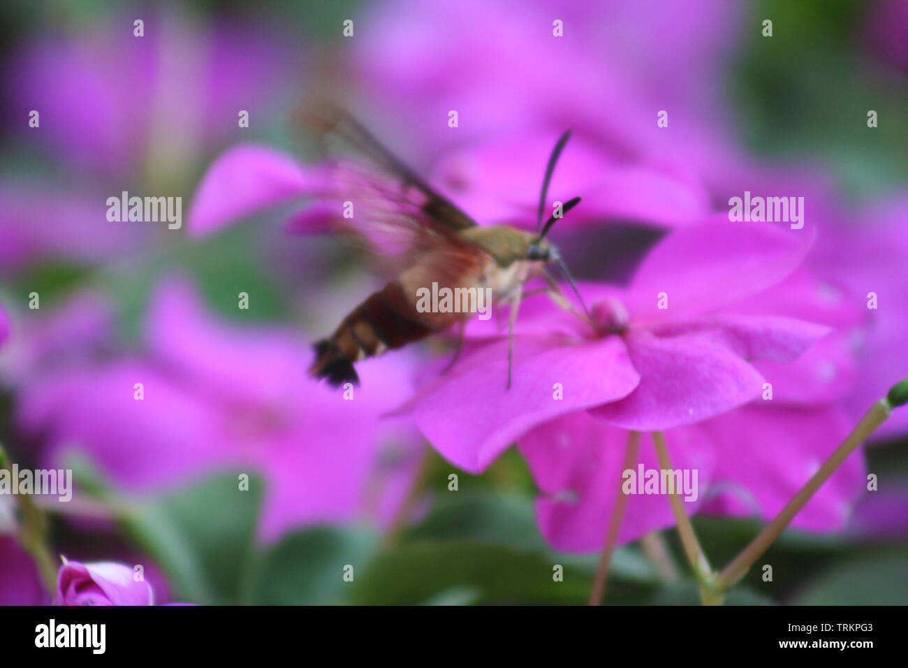Moth Flying High Resolution Stock Photography and Images - Alamy