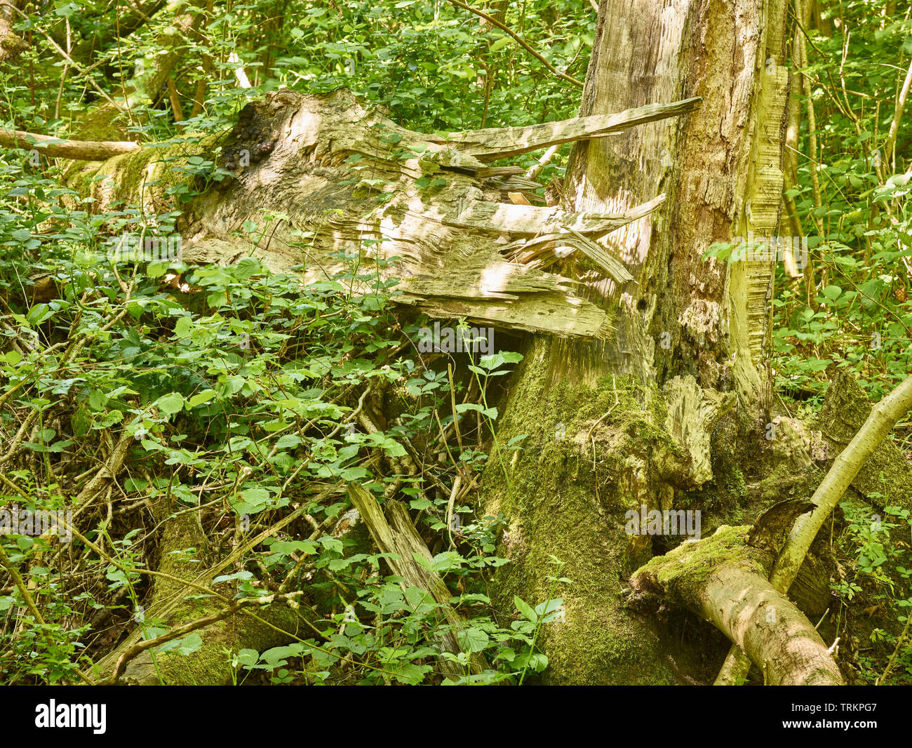 Abstract nature close up patterns of trees in a woodland management ...