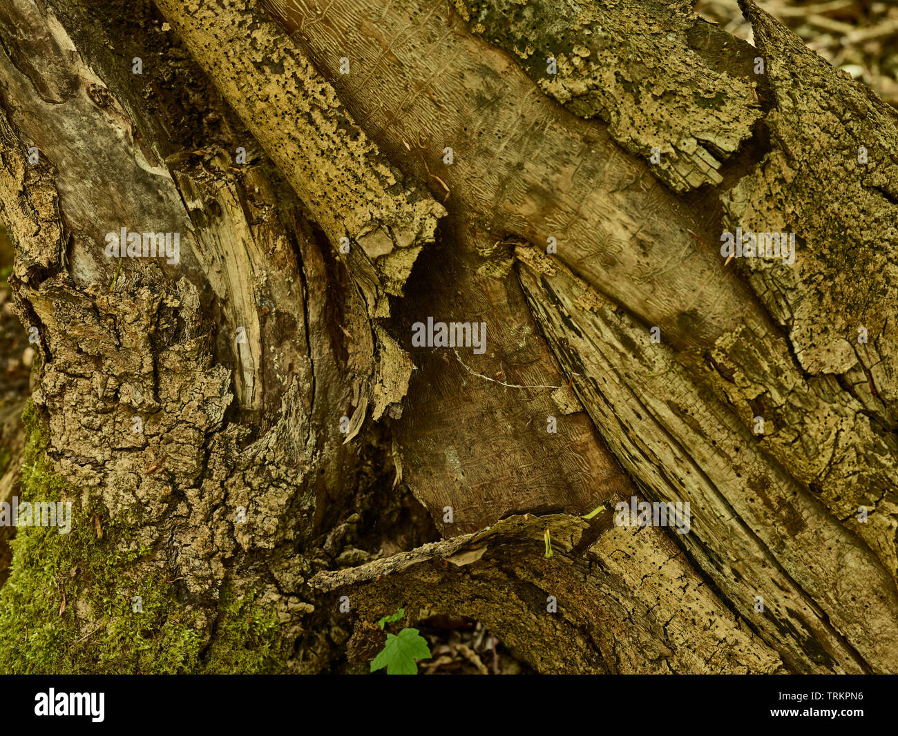 Abstract nature close up patterns of trees in a woodland management ...