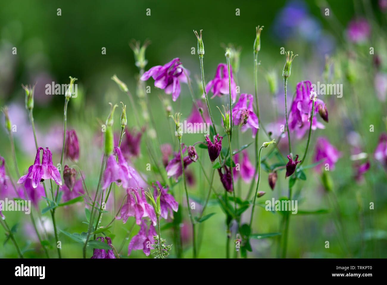 Aquilegia vulgaris aka Common columbine of different colors in garden ...