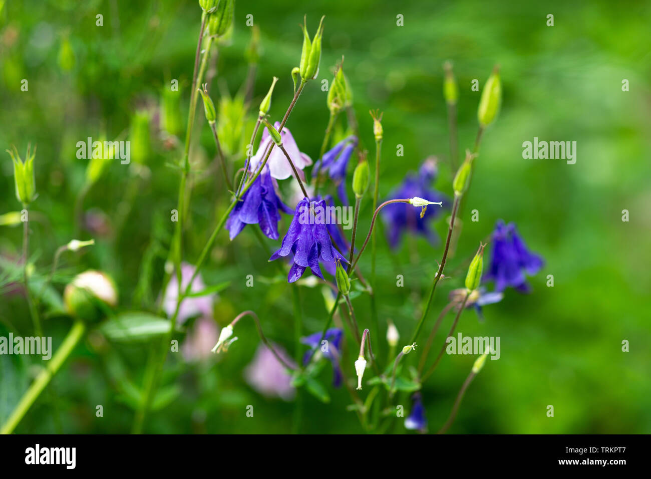 Aquilegia vulgaris aka Common columbine of different colors in garden ...