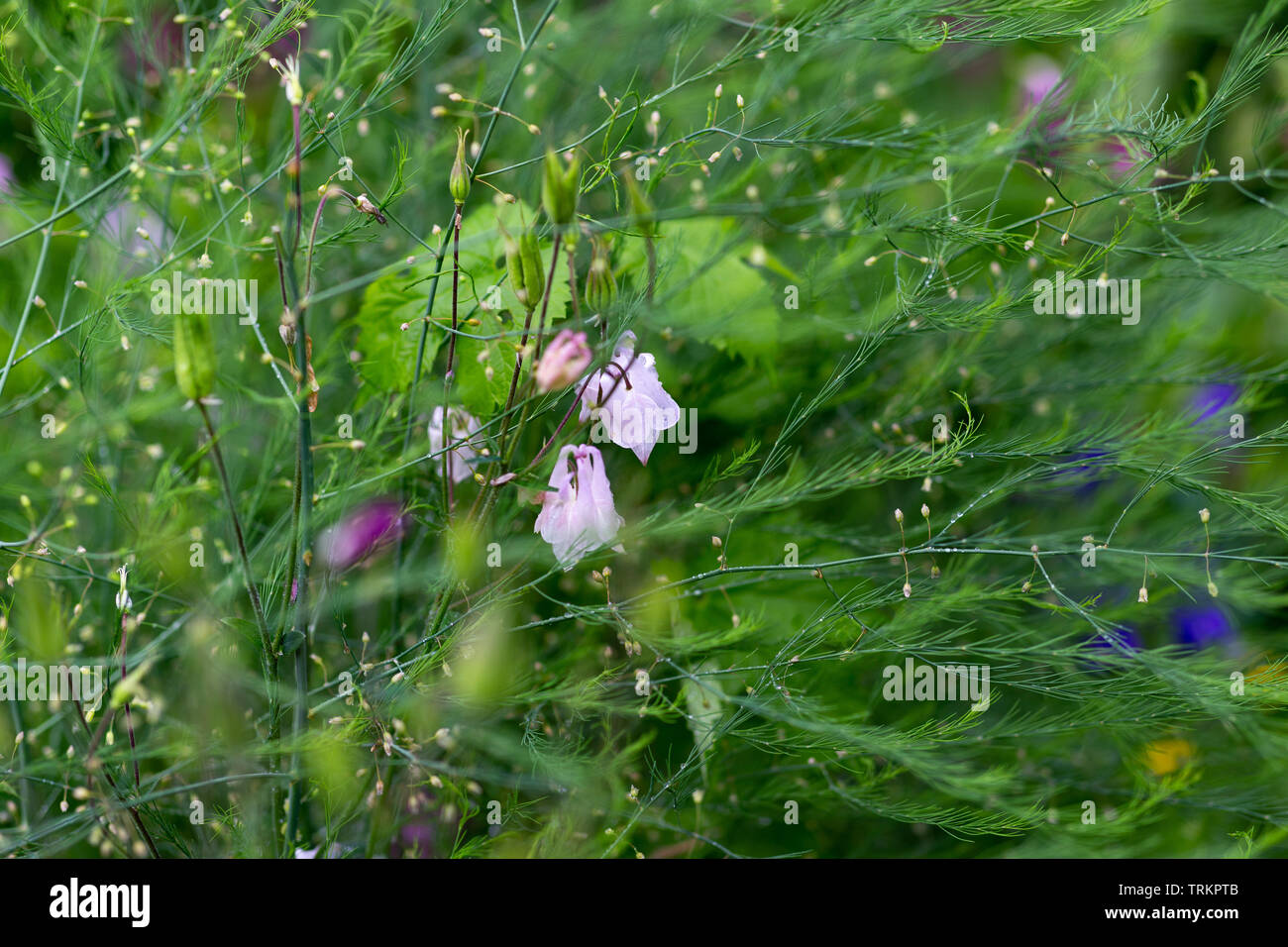 Aquilegia vulgaris aka Common columbine of different colors in garden ...