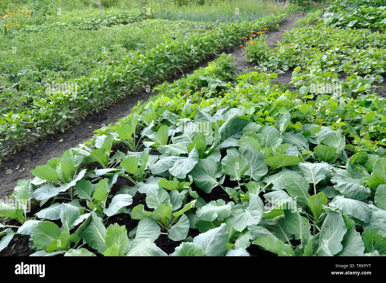 organically cultivated various vegetables in the vegetable garden Stock ...