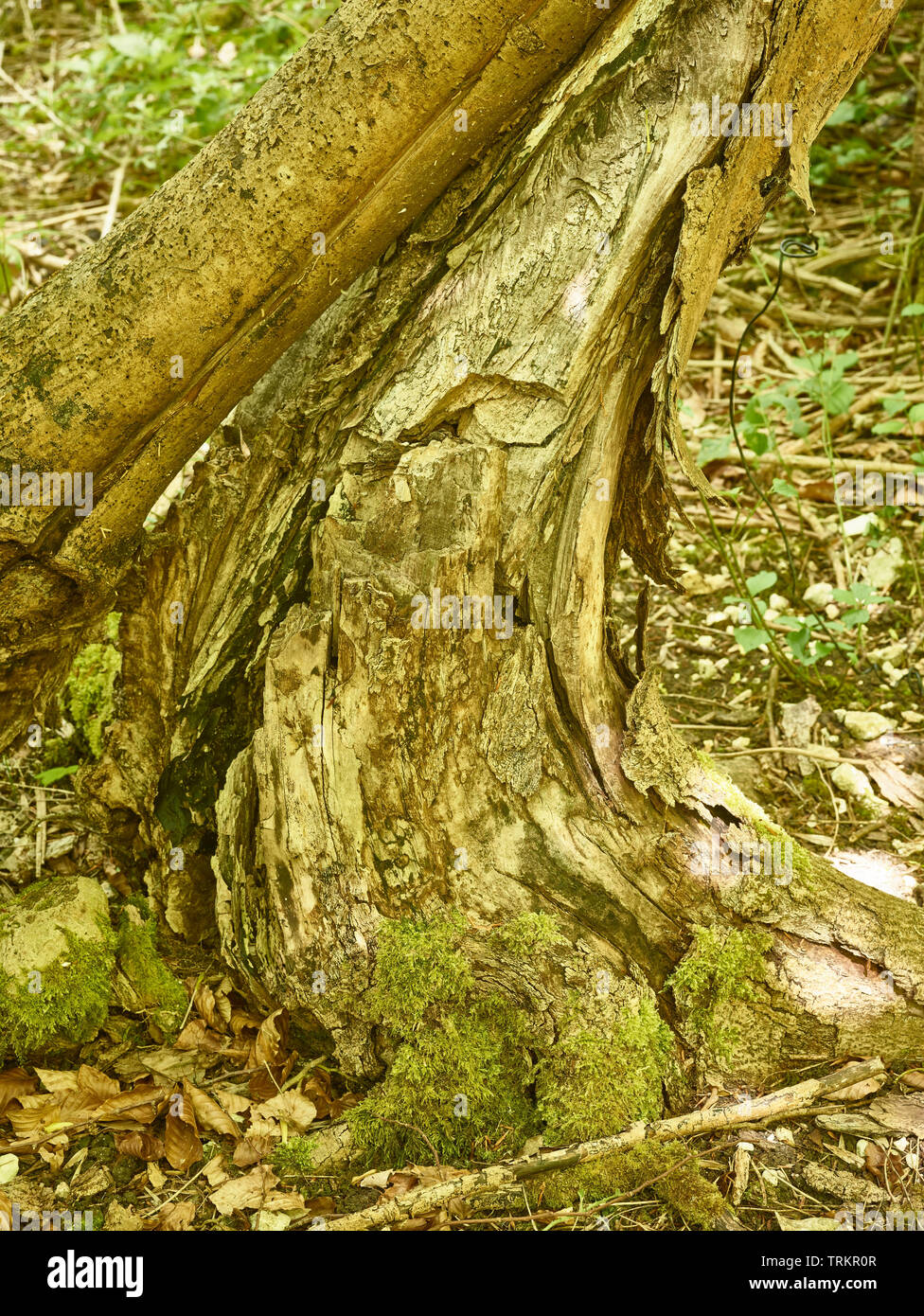 Abstract nature close up patterns of trees in a woodland management ...