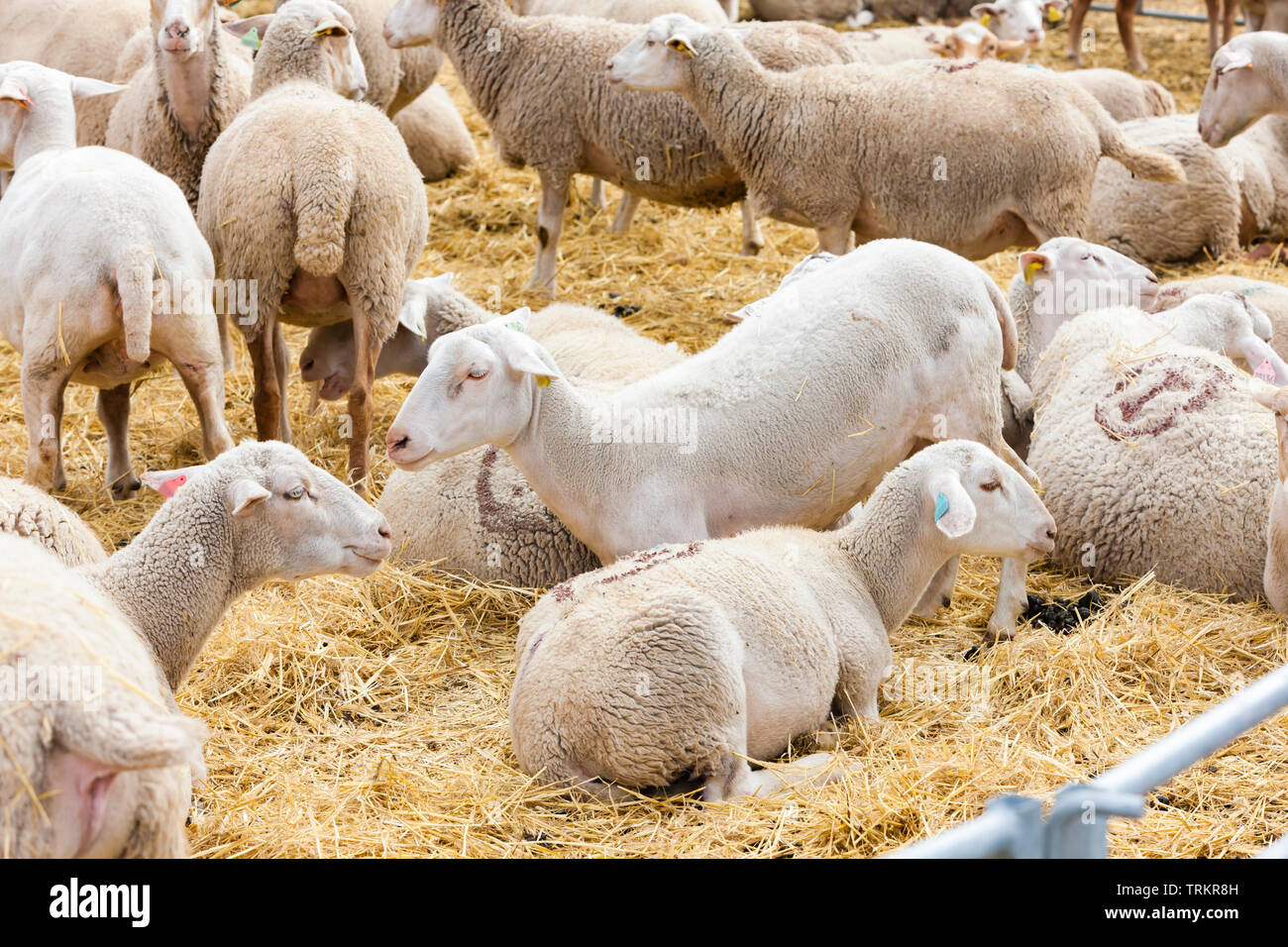 Sheep on the farm Stock Photo - Alamy