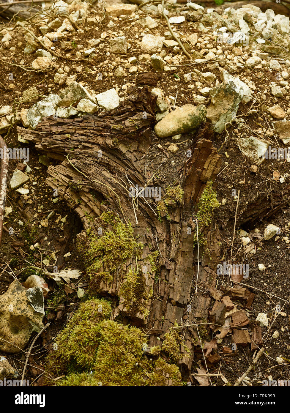 Abstract nature close up patterns of trees in a woodland management ...