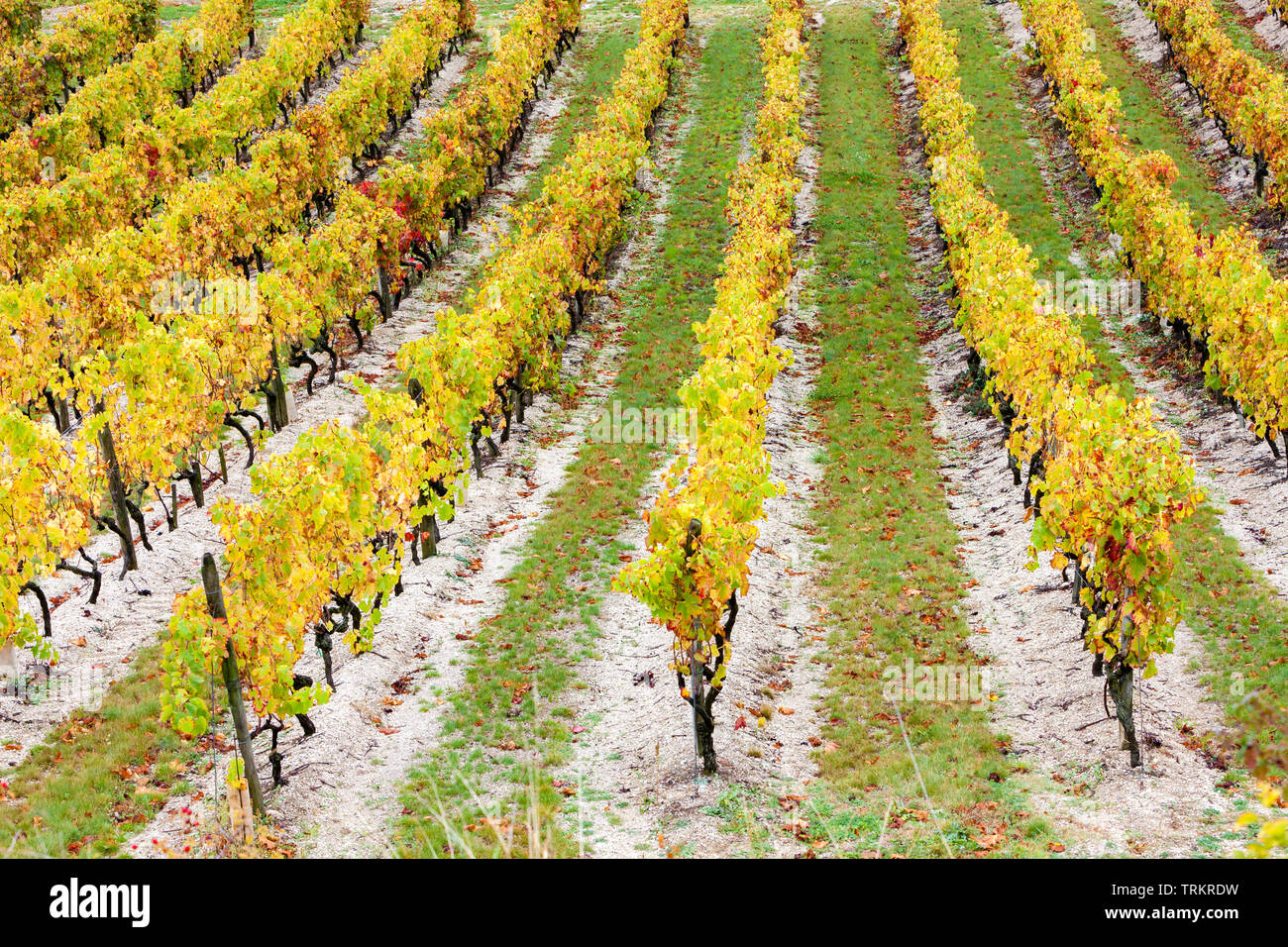 Rhona hi-res stock photography and images - Alamy