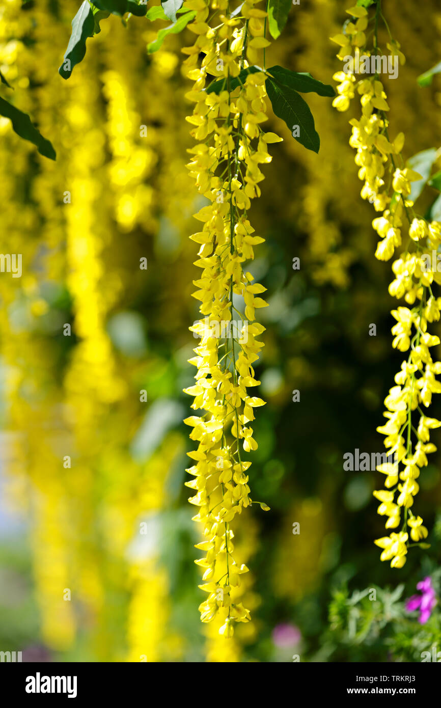 Golden Rain Tree Images at Donald Peterson blog