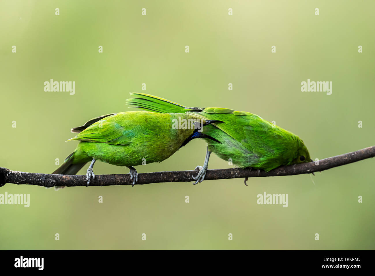 Wild Birds of India Stock Photo - Alamy