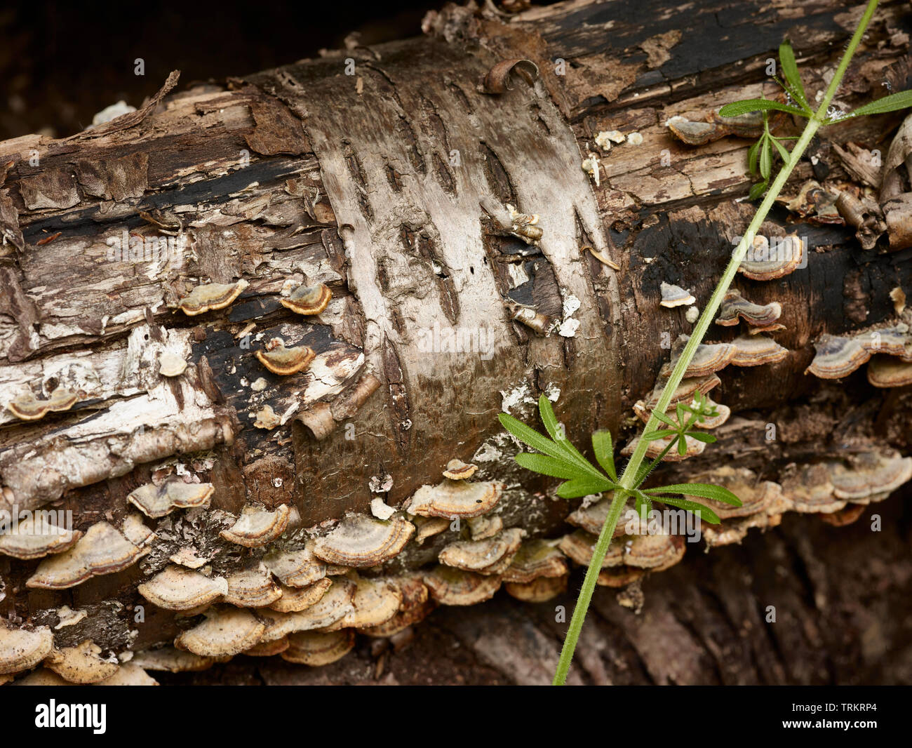 Abstract nature close up patterns of trees in a woodland management ...
