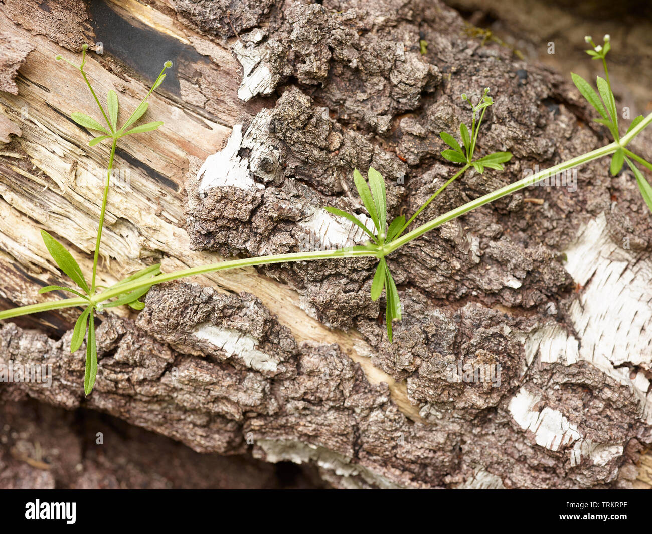 Abstract nature close up patterns of trees in a woodland management ...