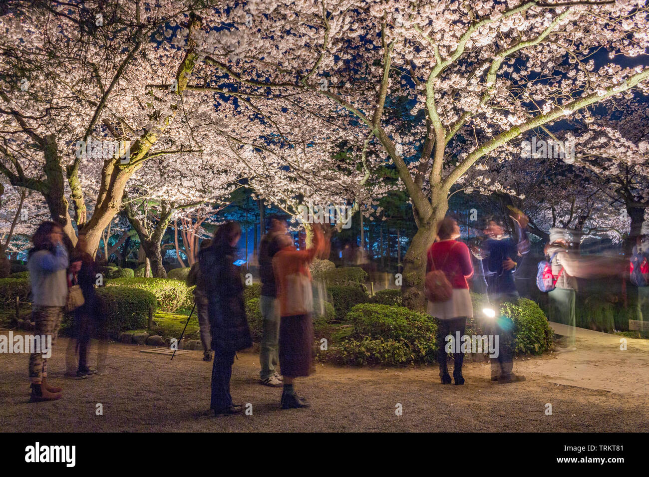 Kenrokuen gardens by night, Kanazawa, Ishikawa Prefecture, Japan, with ...