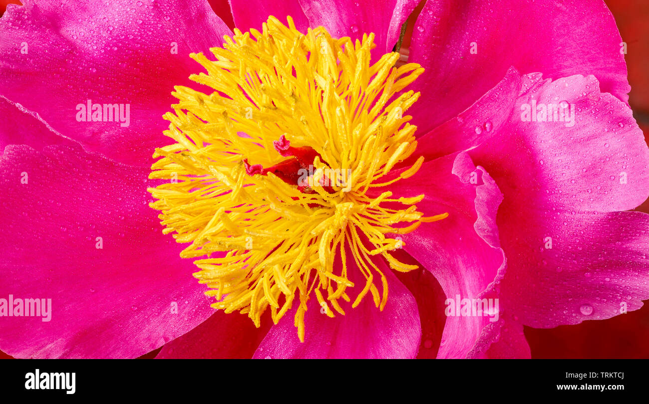 Paeony structure hi-res stock photography and images - Alamy