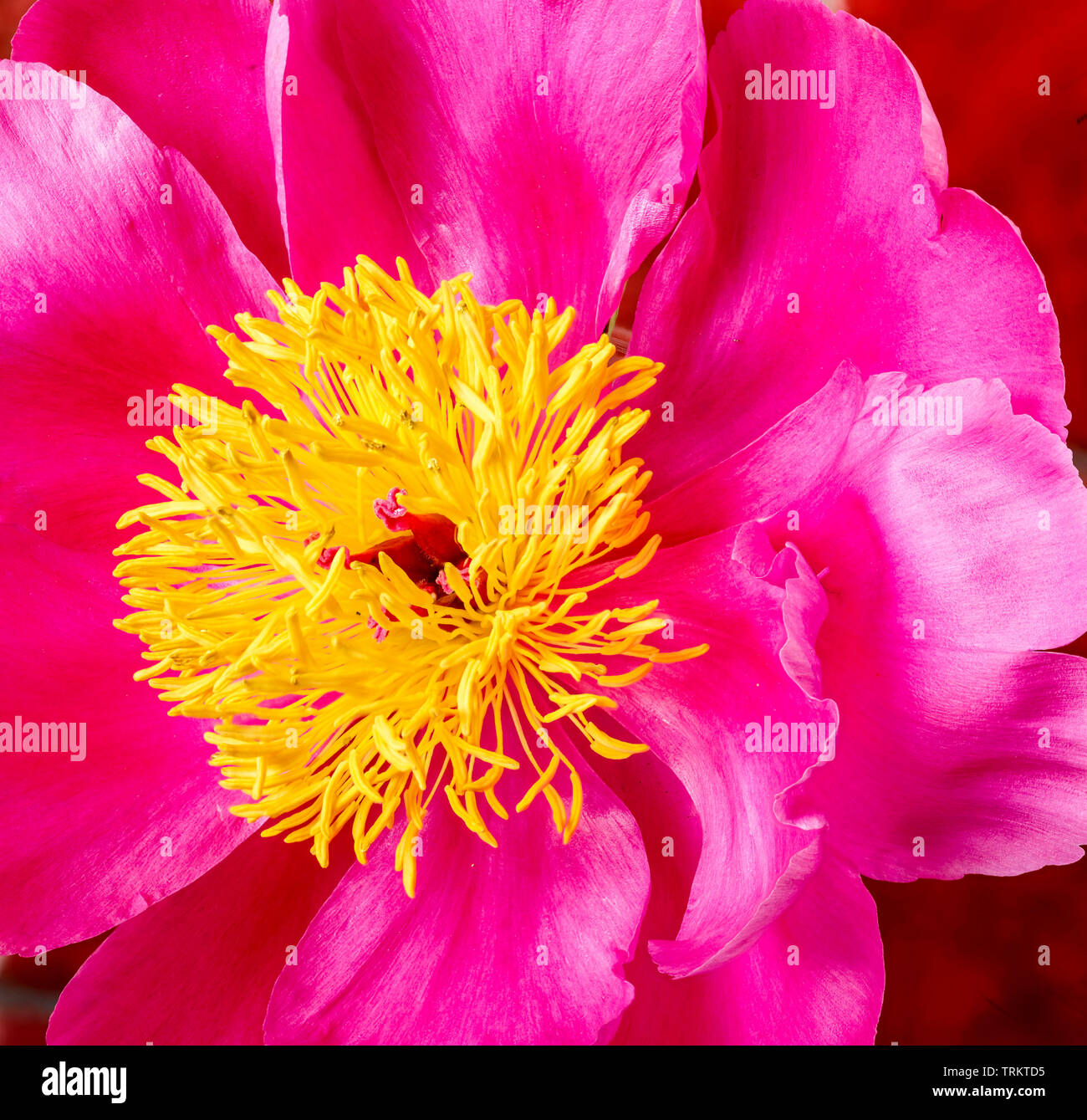 Paeony structure hi-res stock photography and images - Alamy