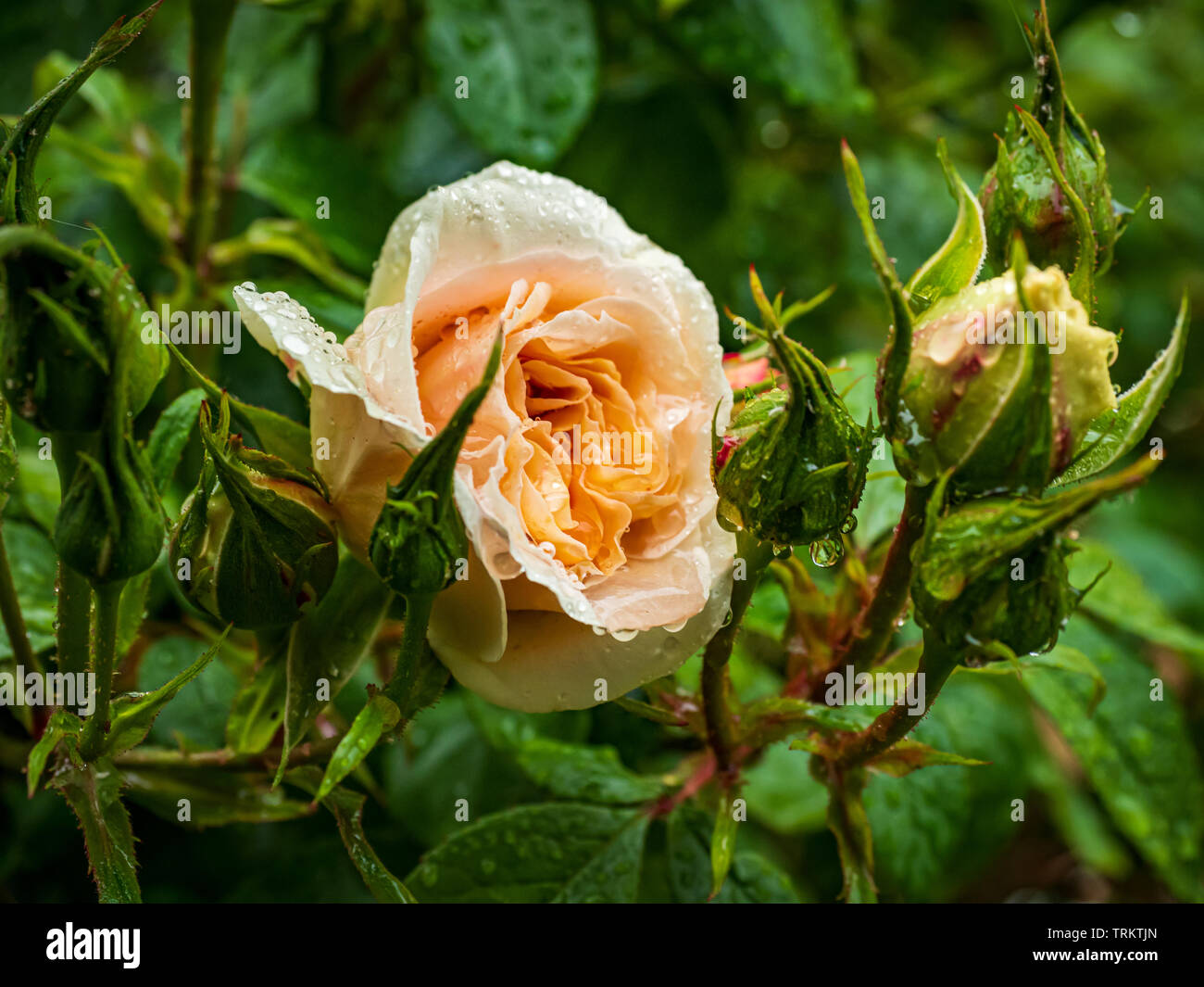 Champagne rose in the rain Stock Photo - Alamy