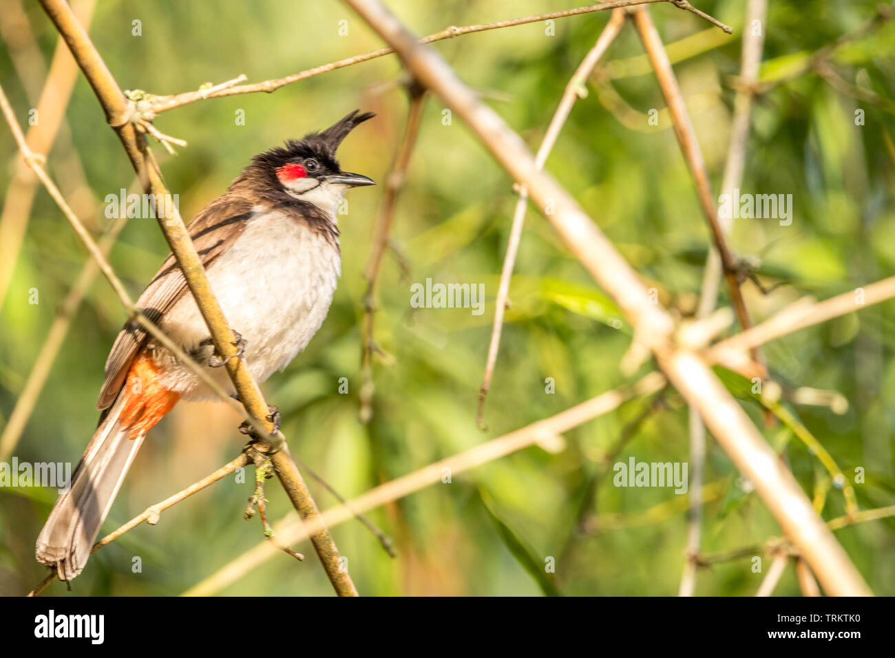 red-whiskered bulbul with its food ready to feed its baby at forest ...