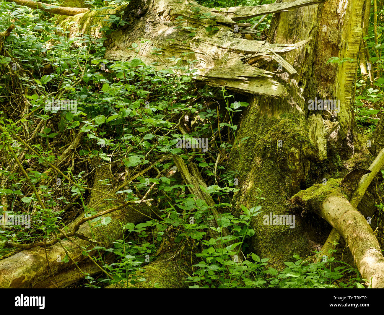 Split tree showing texture and other tangled vegetation illustration ...