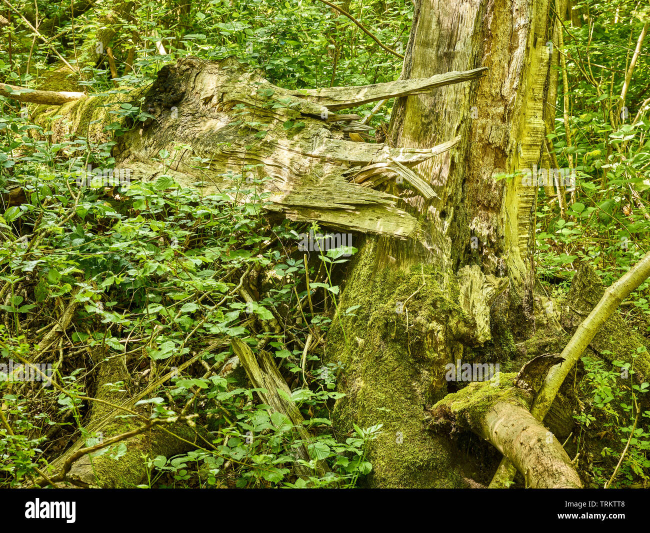 Split tree showing texture and other tangled vegetation illustration ...