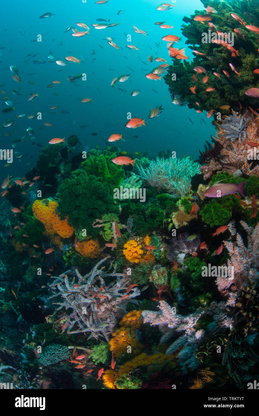 Colorful reef fish swarm over a vibrant coral reef in Komodo National ...