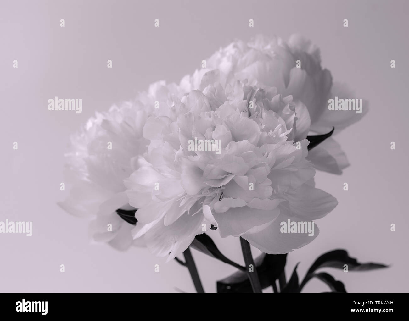 Large peony hi-res stock photography and images - Alamy