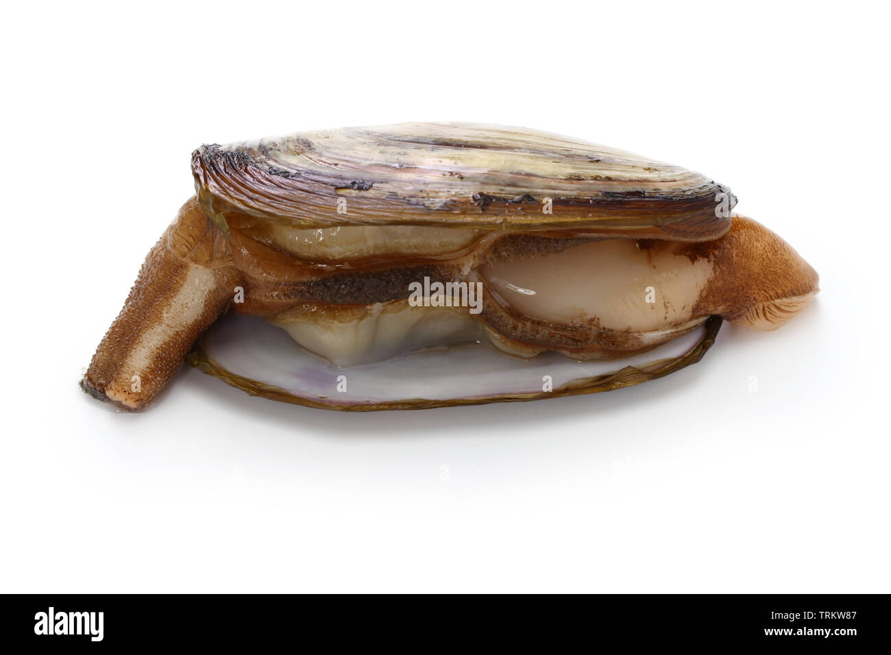 Siliqua patula Cut Out Stock Images & Pictures - Alamy