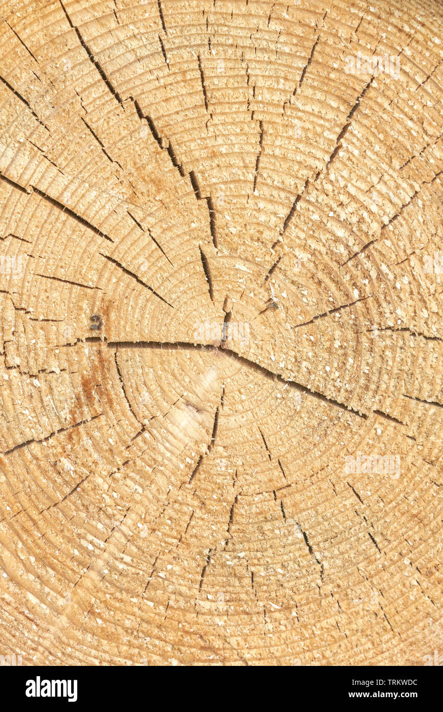 Aged cracked wooden tree section with rings and texture Stock Photo - Alamy