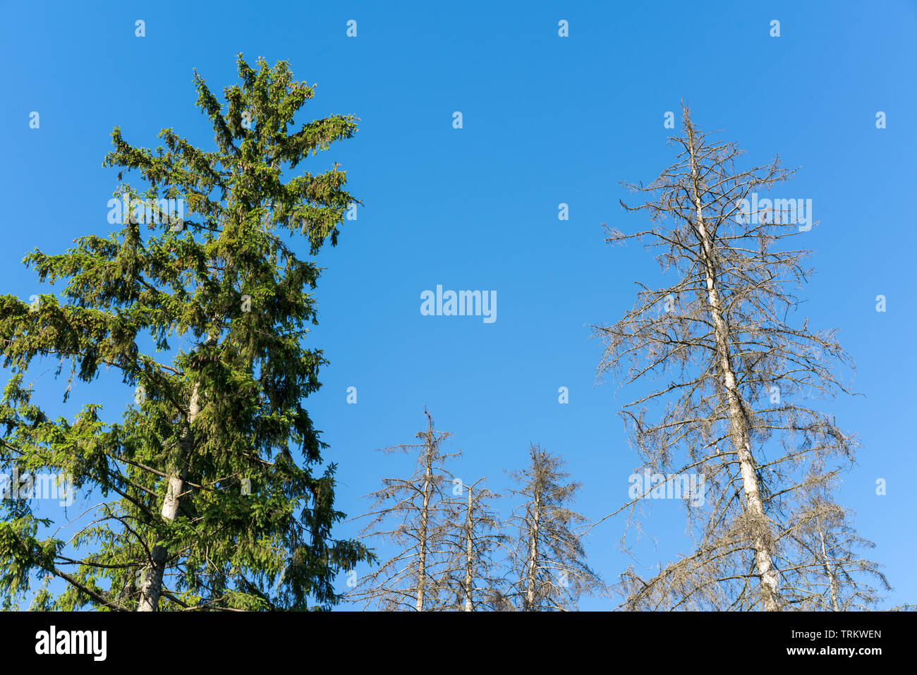 healthy and diseased dried tree Stock Photo - Alamy