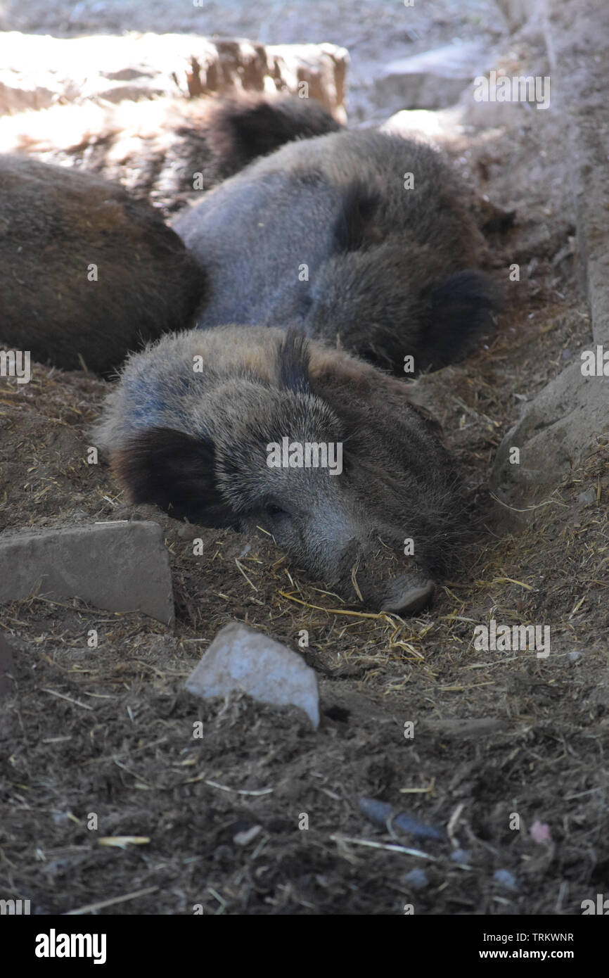 Shallow pit hi-res stock photography and images - Alamy