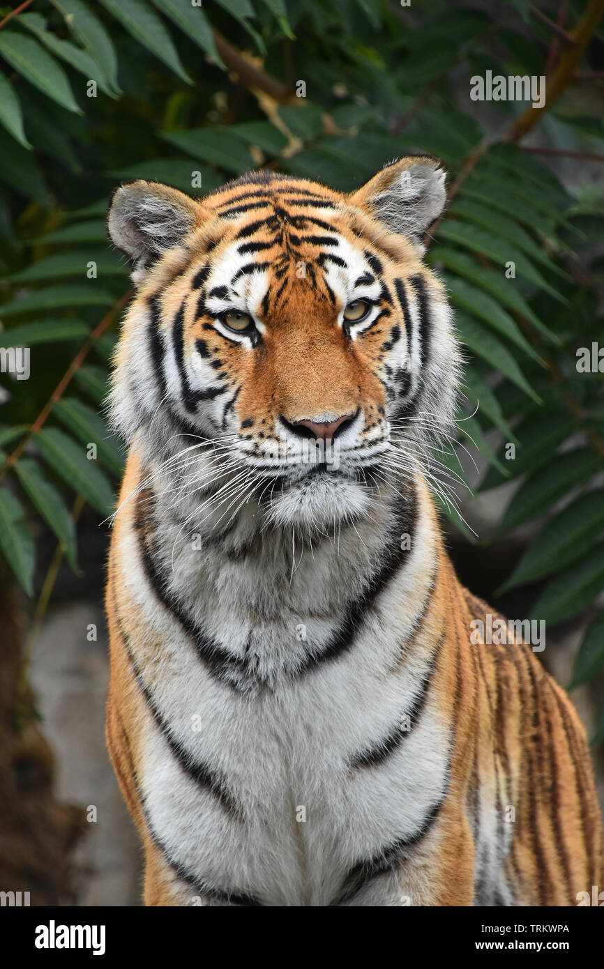 Close up portrait of one young Siberian tiger (Amur tiger, Panthera ...