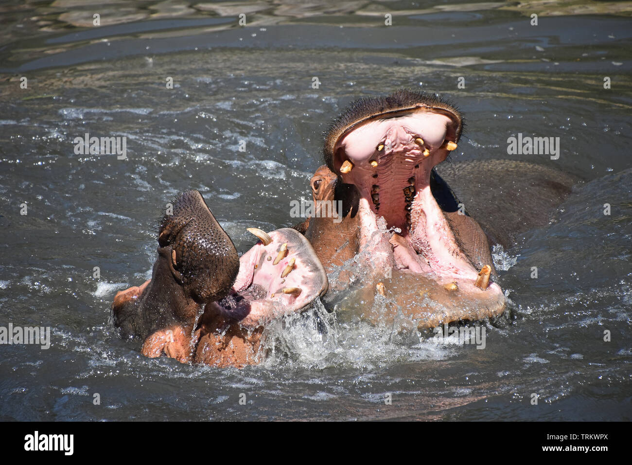 Hippo mating hi-res stock photography and images - Alamy