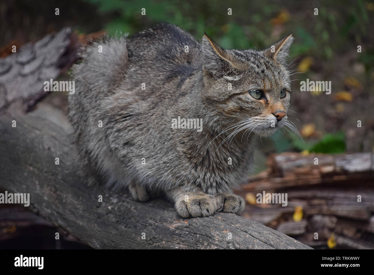 European wild cat tree trunk hi-res stock photography and images - Alamy