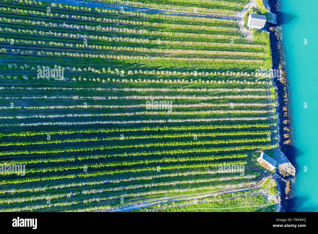 Drone fruit plantation hi-res stock photography and images - Alamy