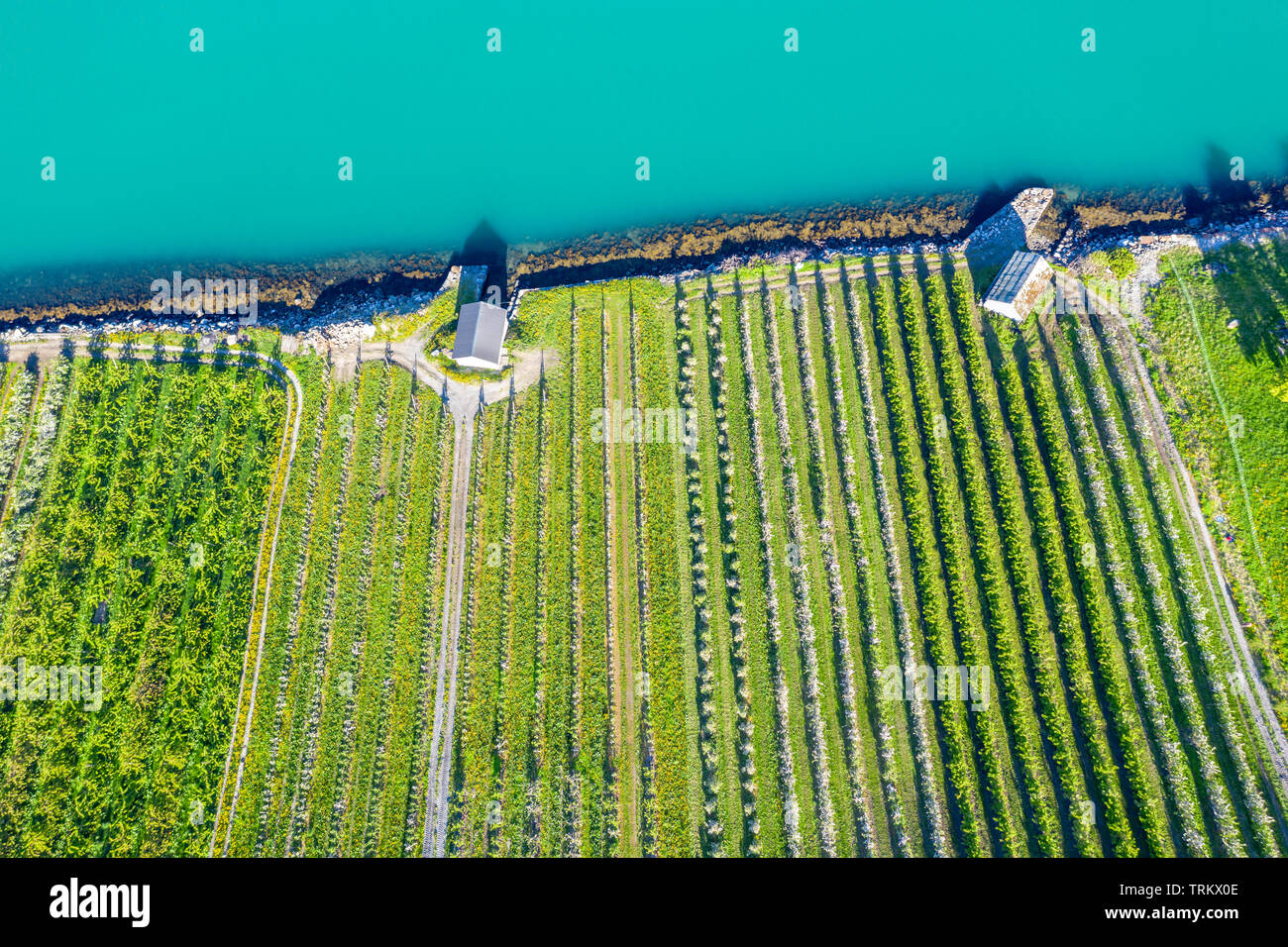 Apple farm near Lofthus at the Sörfjord, a branch of the Hardangerfjord ...