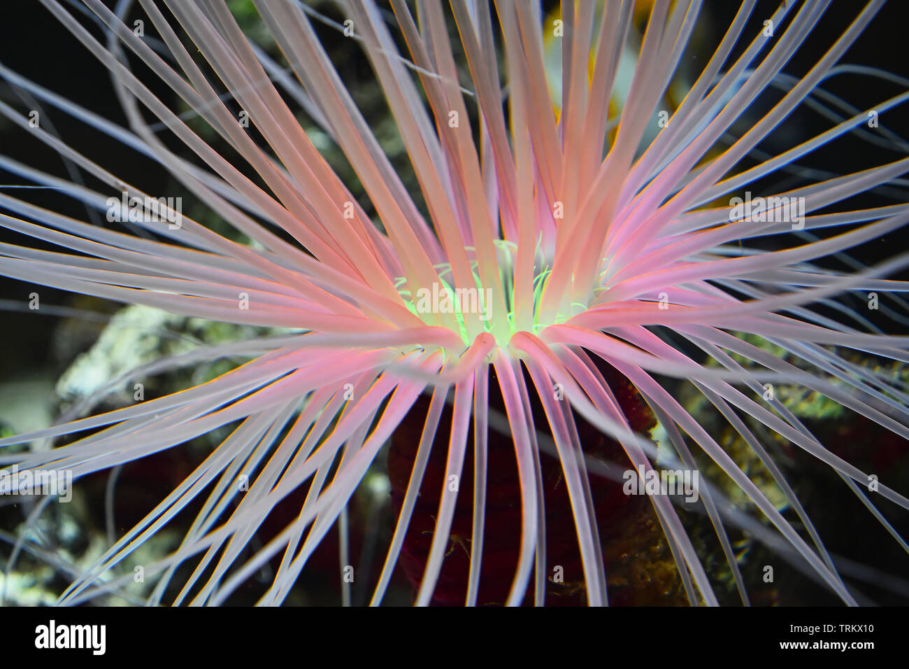 Close up pink and purple sea sebae anemone polyps in water of aquarium ...