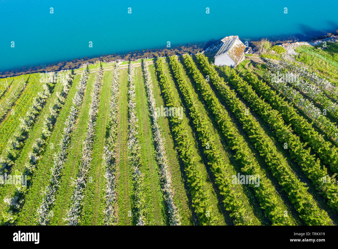 Apple farm near Lofthus at the Sörfjord, a branch of the Hardangerfjord ...